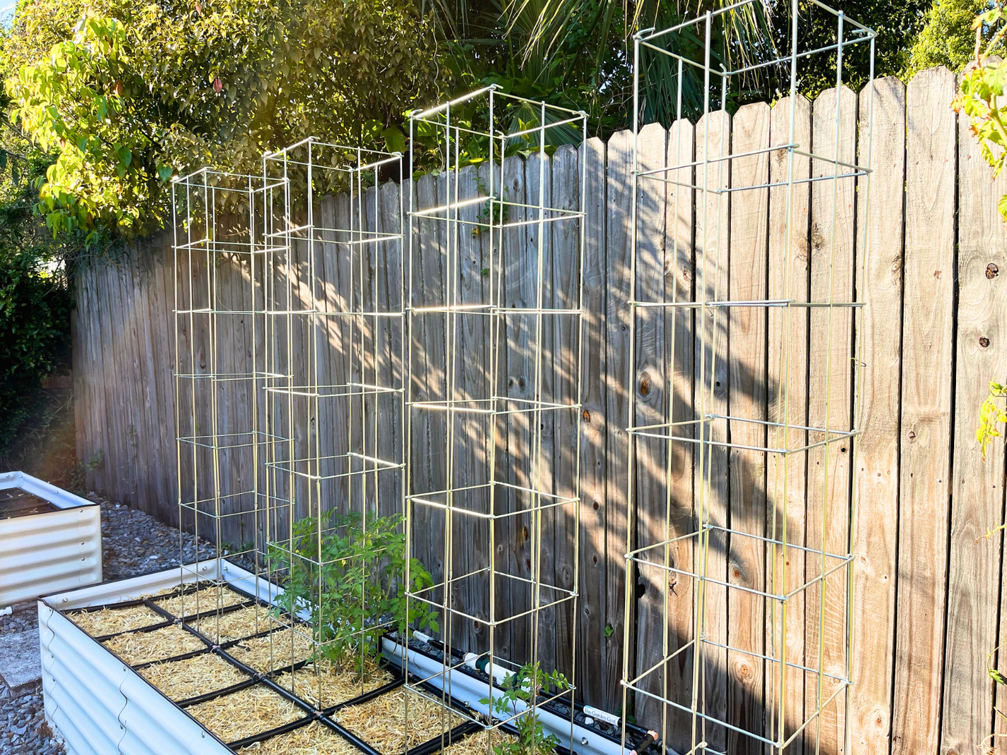 GIM™ Tomato Cages (4-Pack) | 64" Tall | Garden In Minutes®