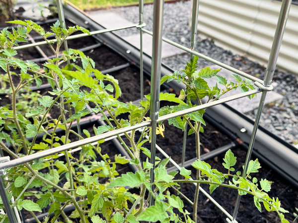 GIM™ Tomato Cages (4-Pack) | 64" Tall | Garden In Minutes®