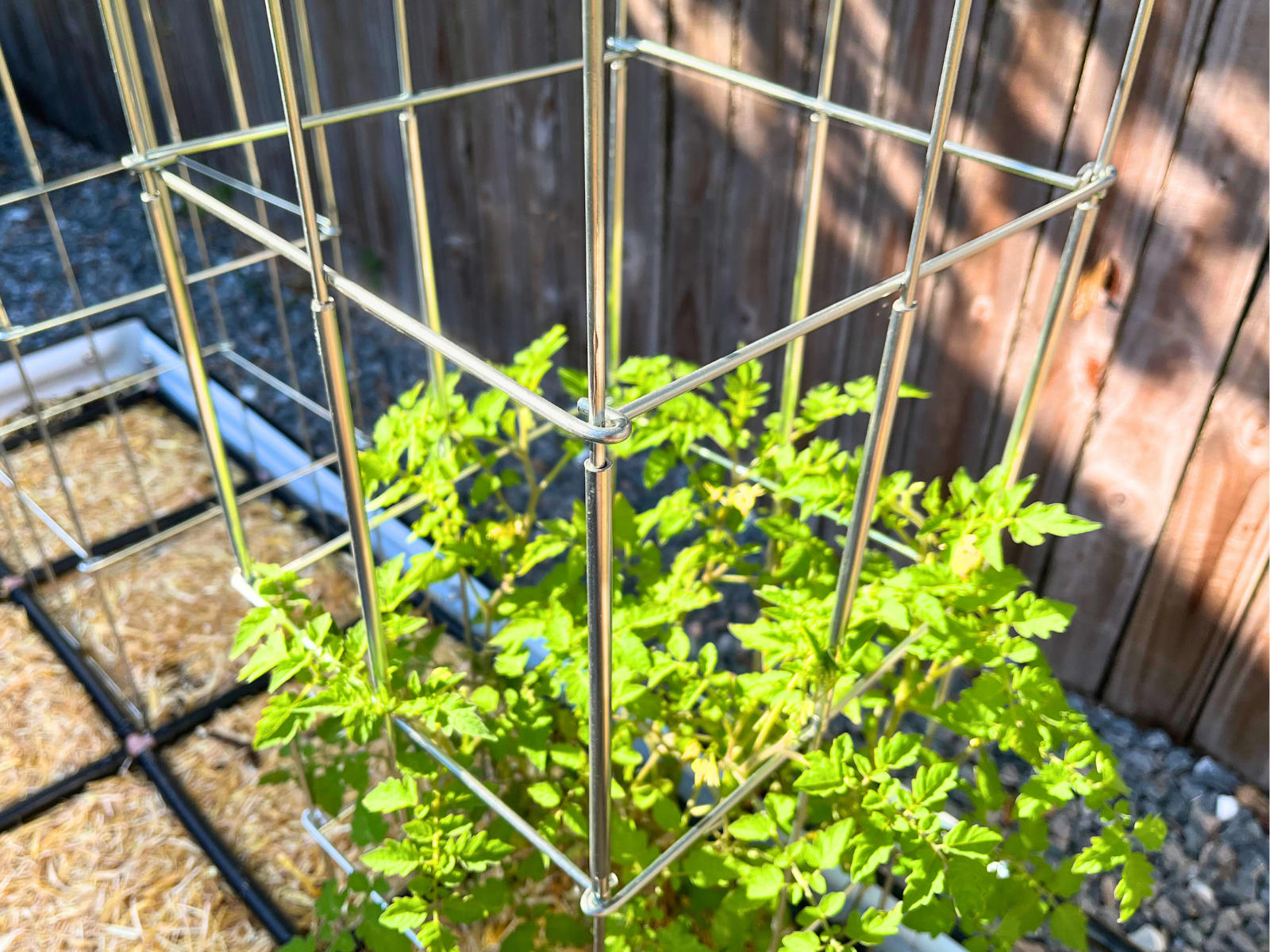 GIM™ Tomato Cages (4-Pack) | 64" Tall | Garden In Minutes®